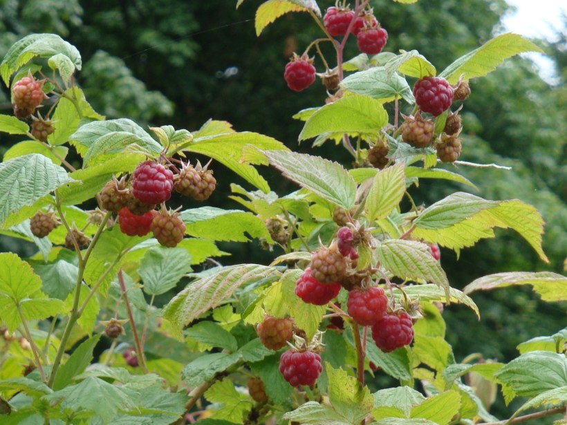 Raspberry Infusions: a little splash of heaven | Boozed + Infused